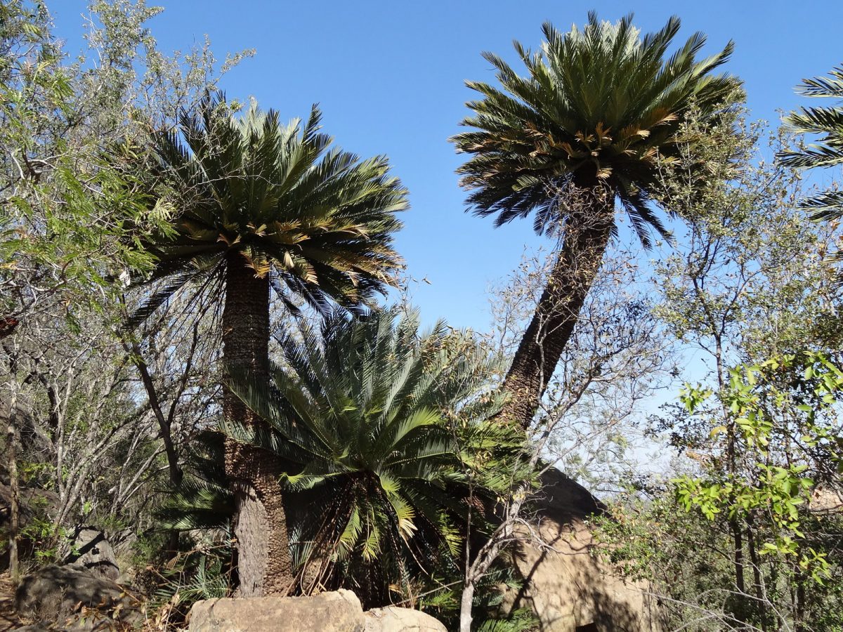 Nkuwa Wilderness Camp - Selati Game Reserve