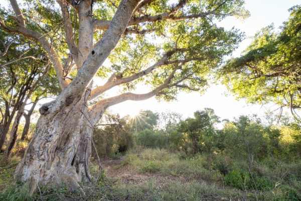 Nkuwa Wilderness Camp - Selati Game Reserve